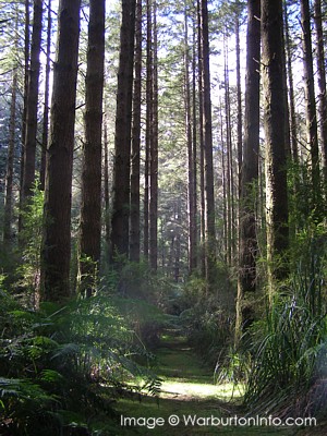 The Redwood Forrest - (California Redwood or Coast Redwood) Cement ...